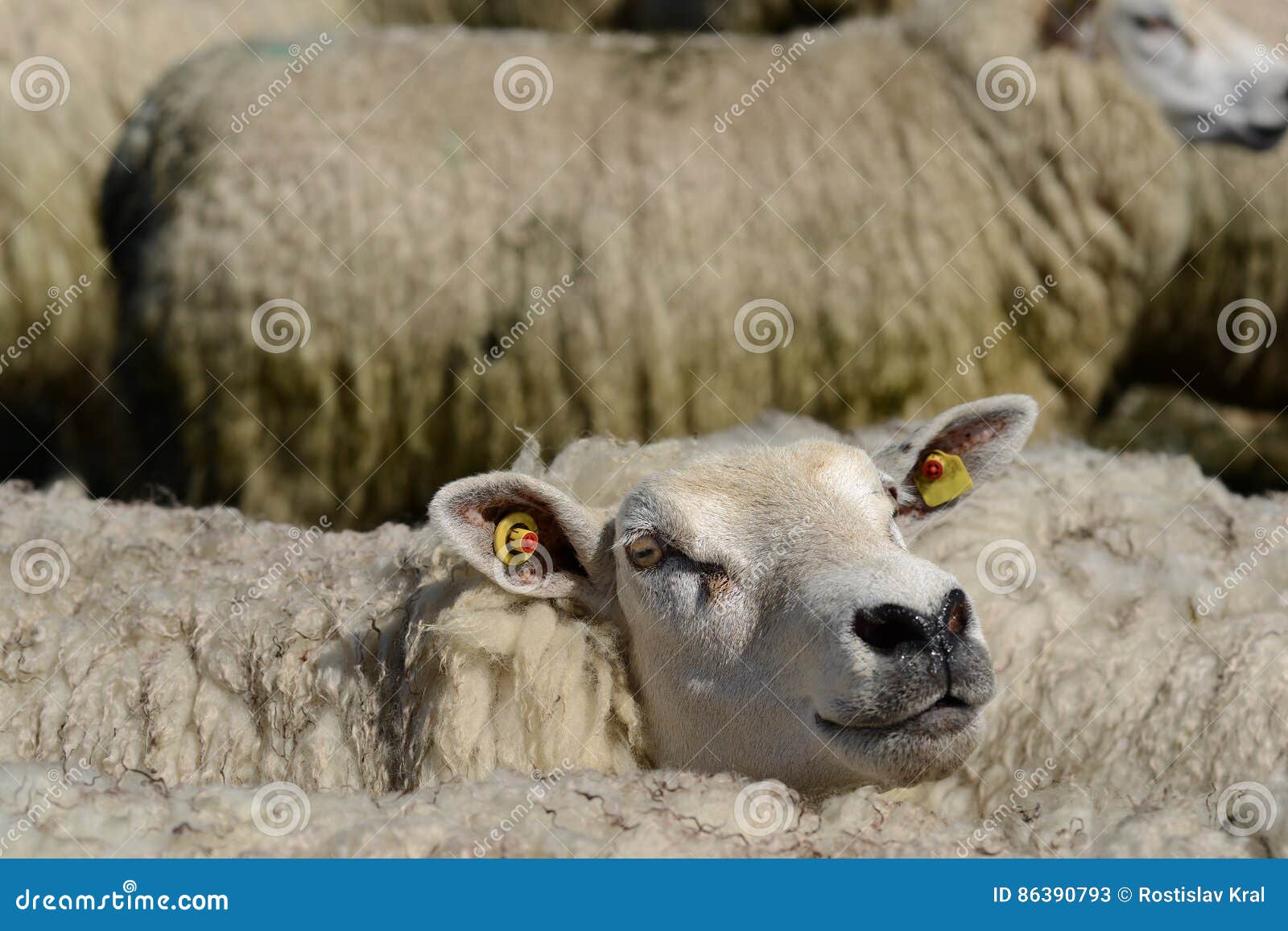 Sheep Look stock image. Image of herbivorous, agronomy - 86390793