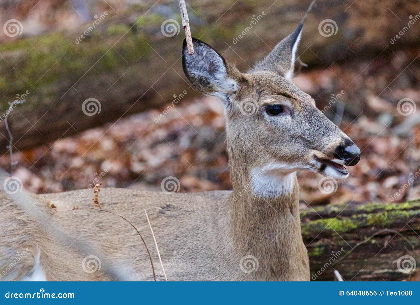Photo of a Wild Deer Talking Something Stock Photo - Image of looking ...
