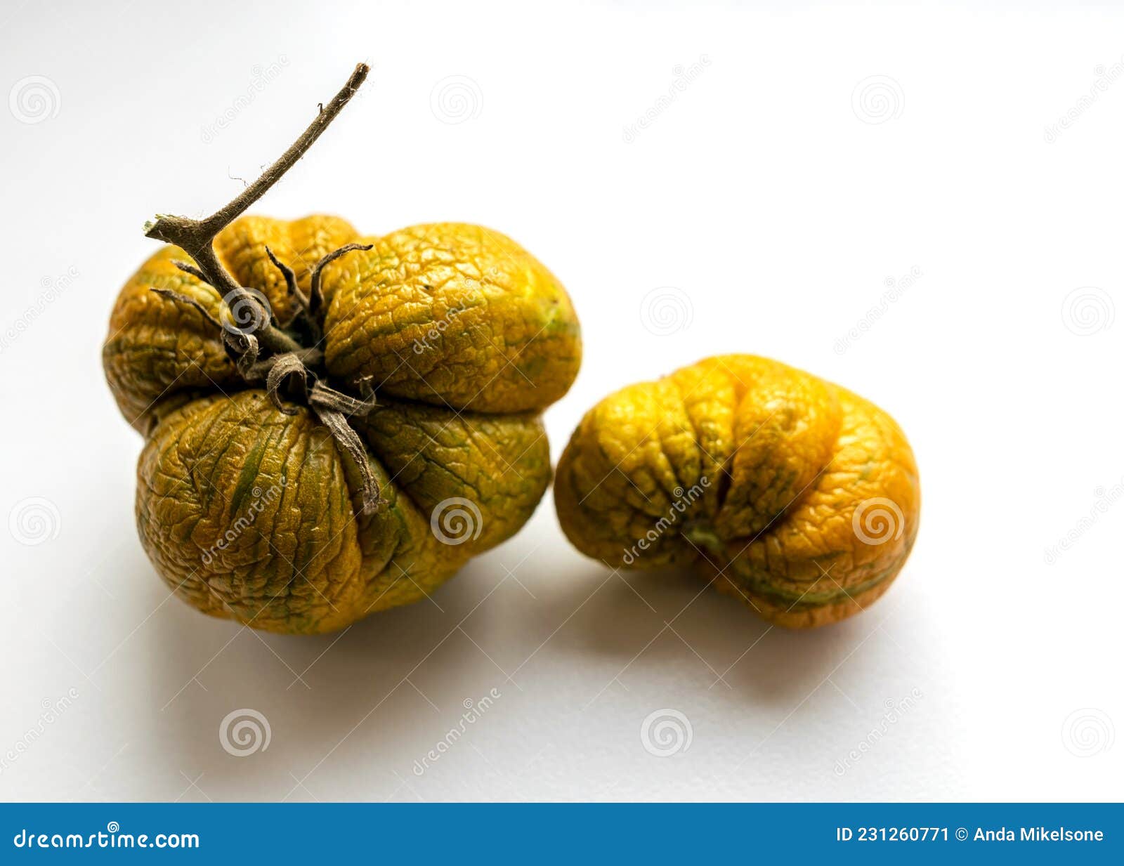 Photo with Withered and Wrinkled Tomatoes on a Light Background Stock ...