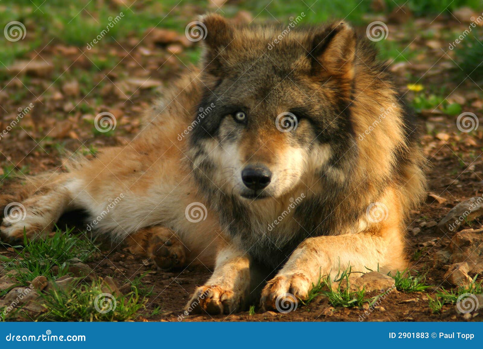 Photo Of A Wolf (Canis Lupus) Picture. Image: 2901883
