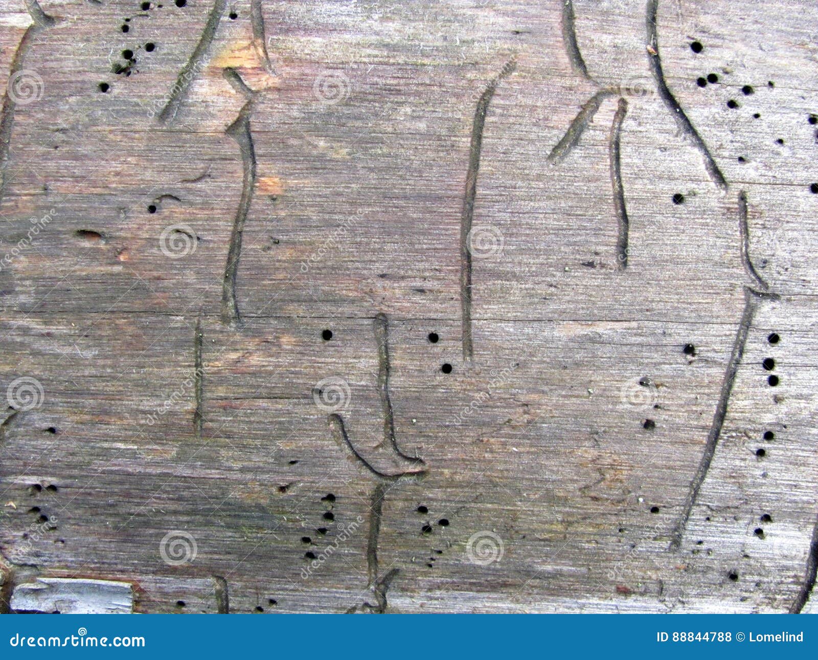 Photo of Wood Texture with Worm Holes Stock Photo - Image of macro ...