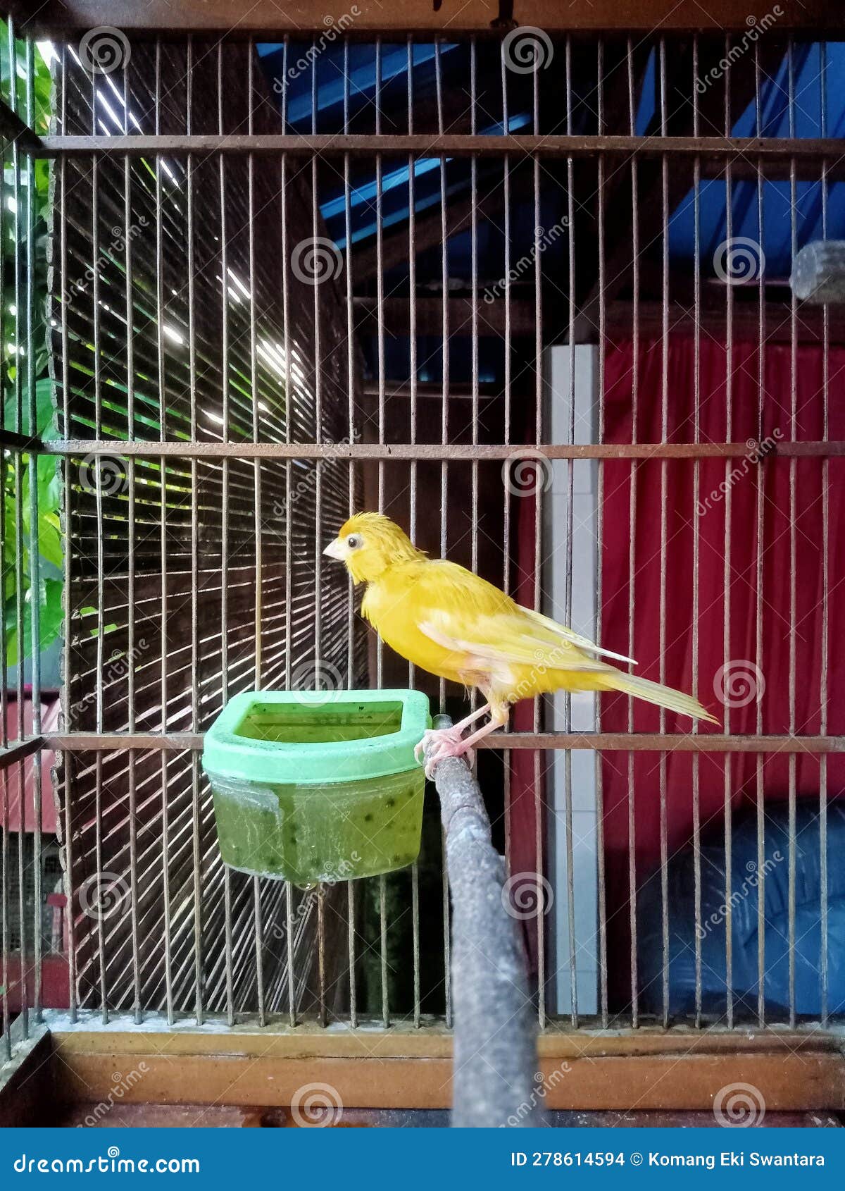 Photo of a Yellow Canary in a Cage Stock Photo - Image of animals, pets ...