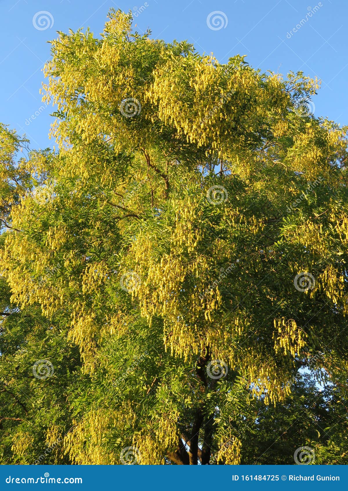 Yellow Seedling Tree in October Stock Image - Image of autumn, october ...