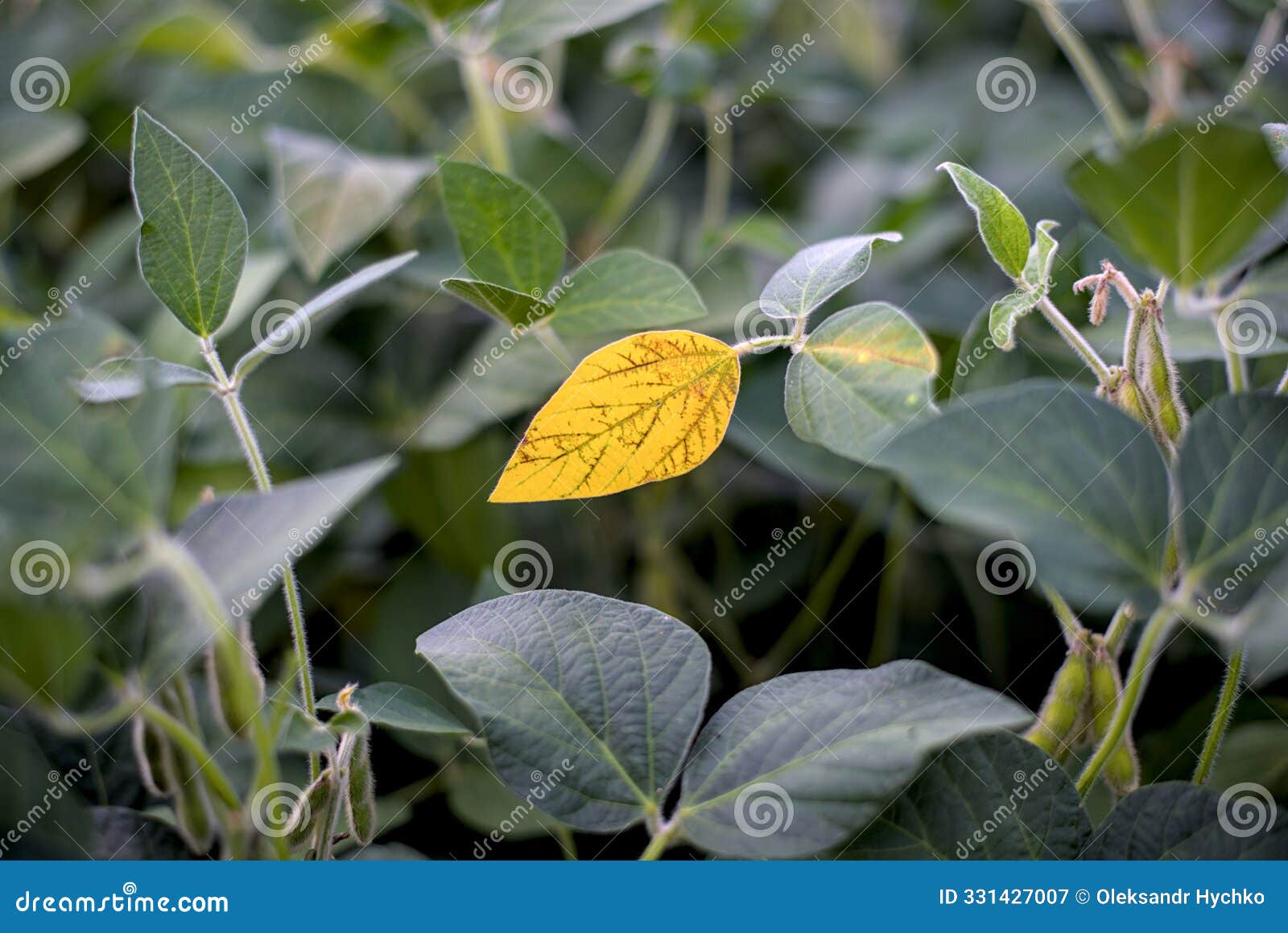 Soybean Leaf Caterpillars During The Harvest Season Royalty-Free Stock ...