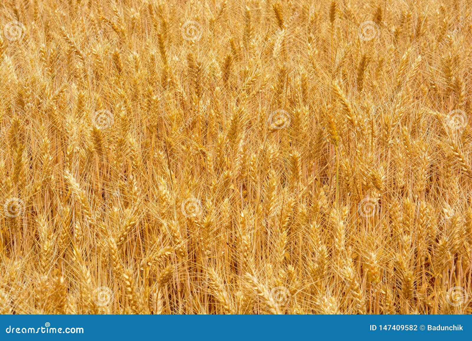 Photo of Yellow Wheat Field Texture at Summer Stock Photo - Image of ...
