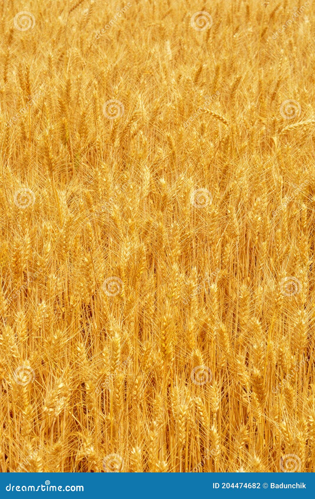 Photo of Yellow Wheat Field Texture at Summer Stock Photo - Image of ...