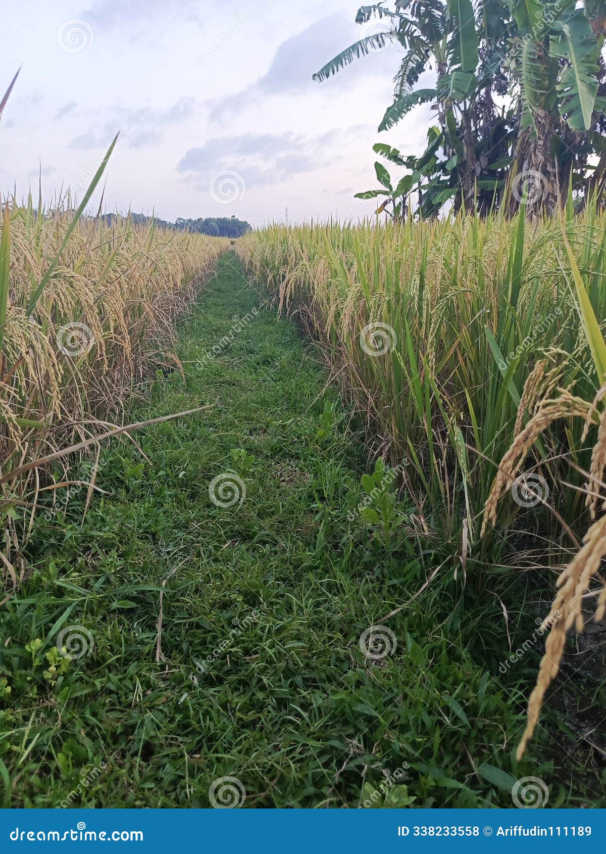 Photo of Yellowing Rice in the Rice Fields with Green Grass on the Rice ...