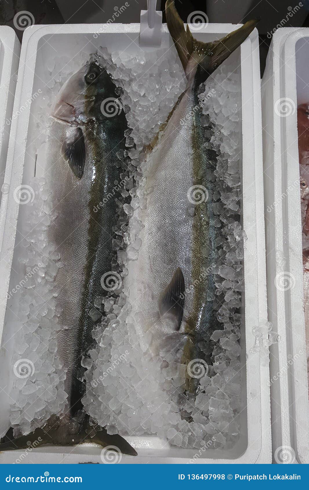 A Photo of Yellowtail or Hamachi at Fish Market Stock Photo - Image of ...