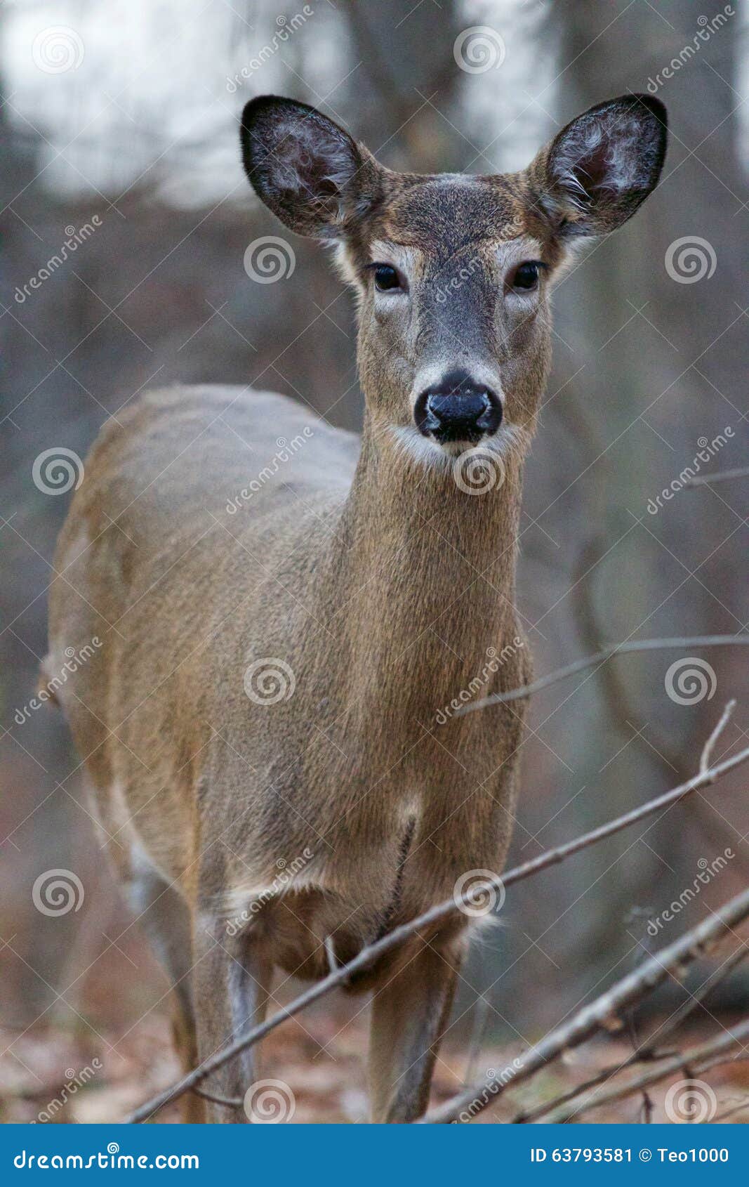 Photo of a Young Deer in the Forest Stock Image - Image of autumn ...