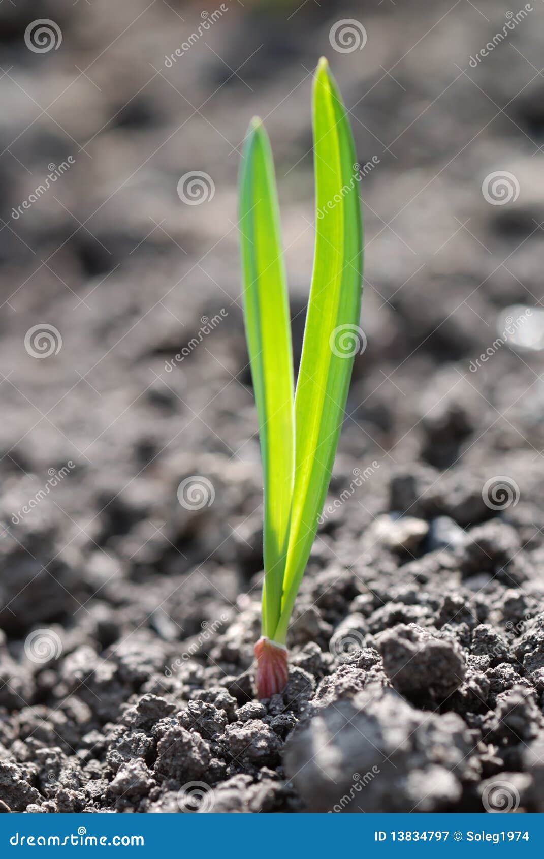 Photo of the Young Green Sprout Stock Image - Image of grass, germinate ...