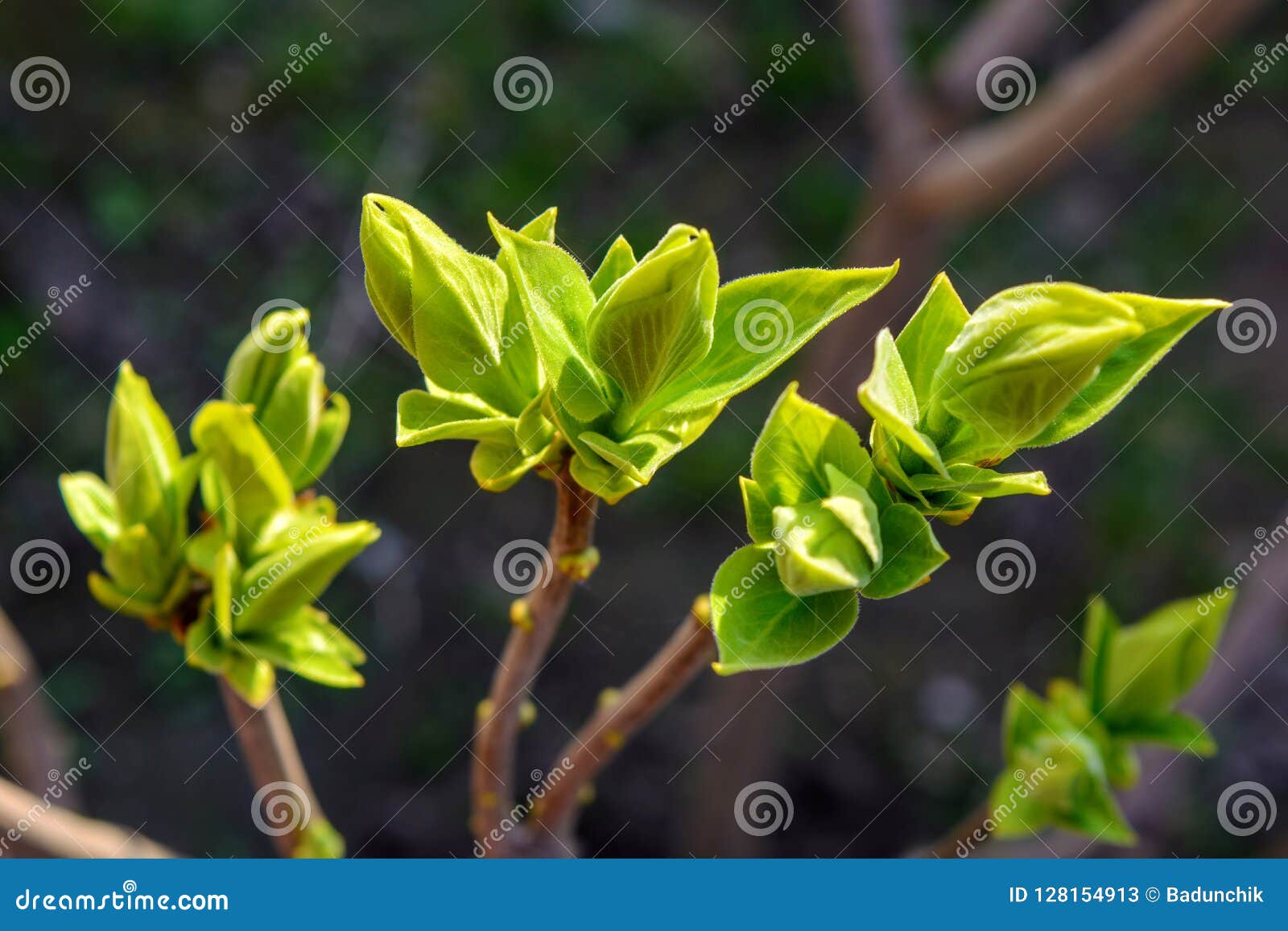 Photo of a Young Tree Branch on Dark Background Stock Image - Image of ...