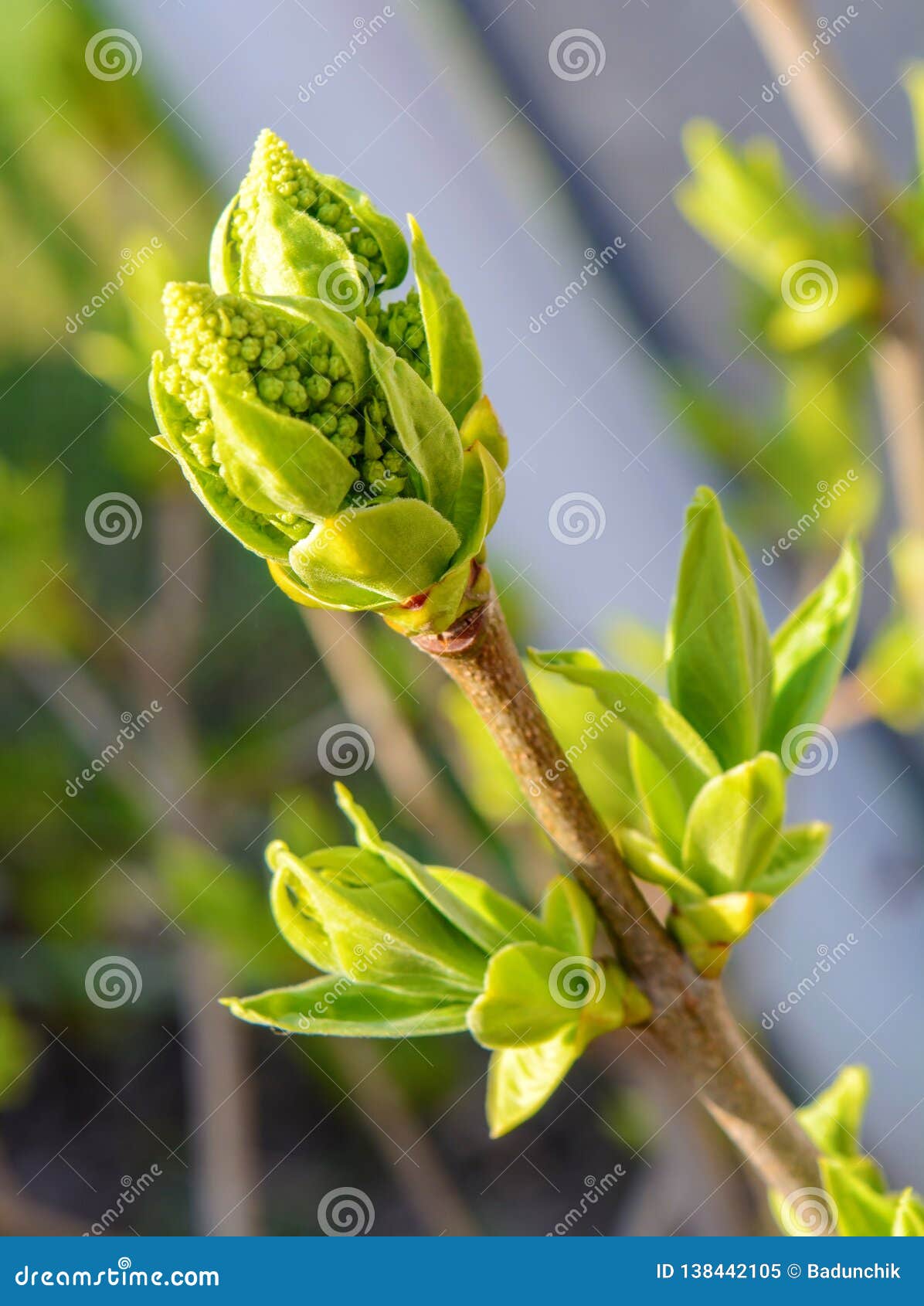 Photo of a Young Tree Branch on Dark Background Stock Image - Image of ...