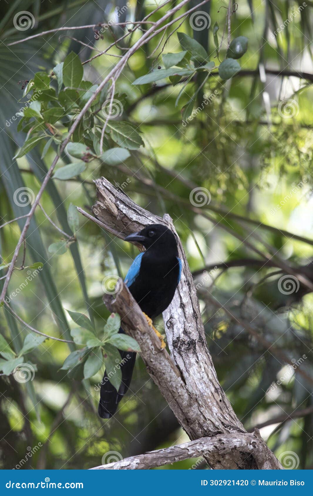 Photo of Yucatan jay bird stock photo. Image of woods - 302921420