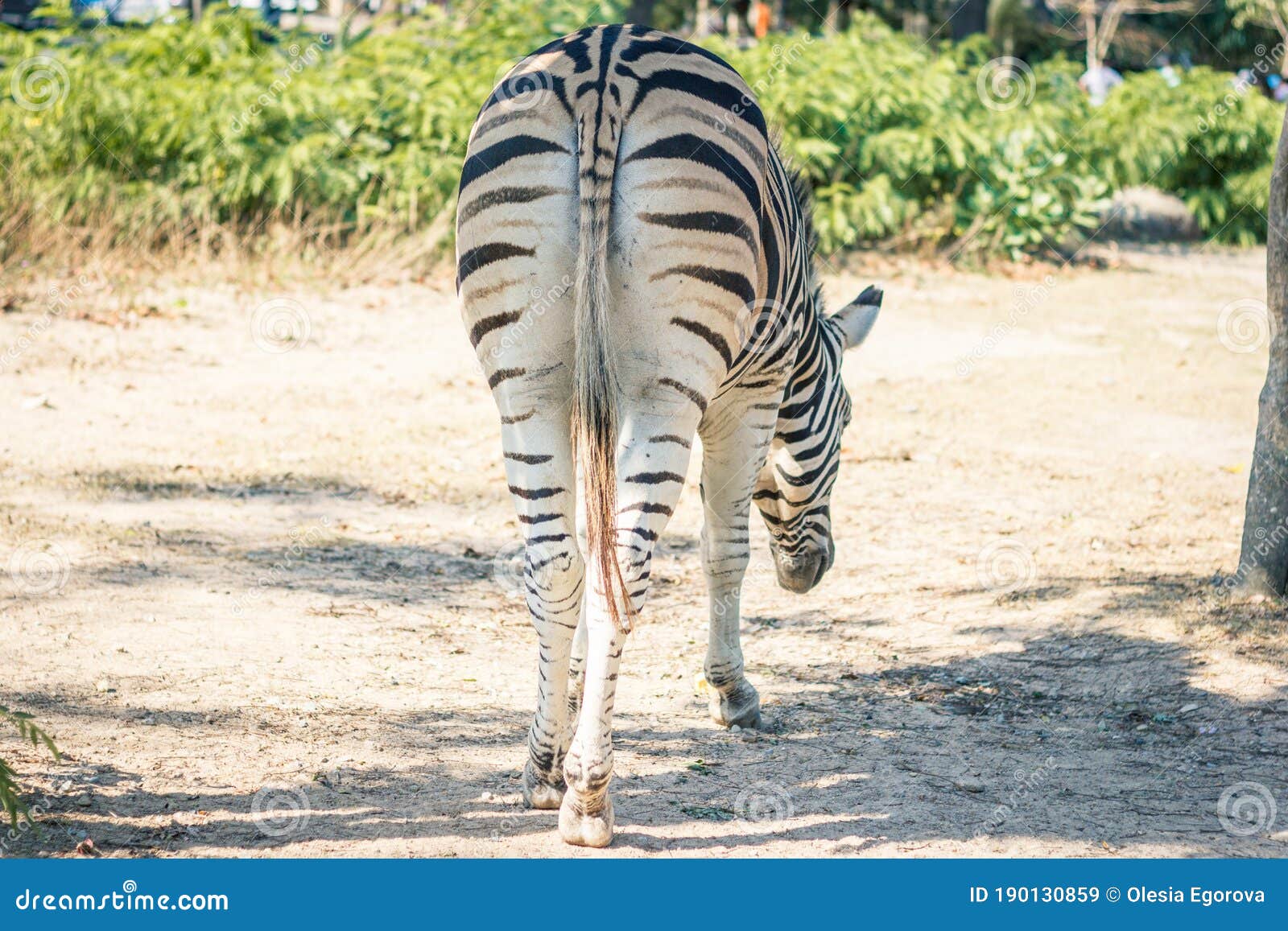 Photo of the Zebra on the Back Side Stock Image - Image of horse ...