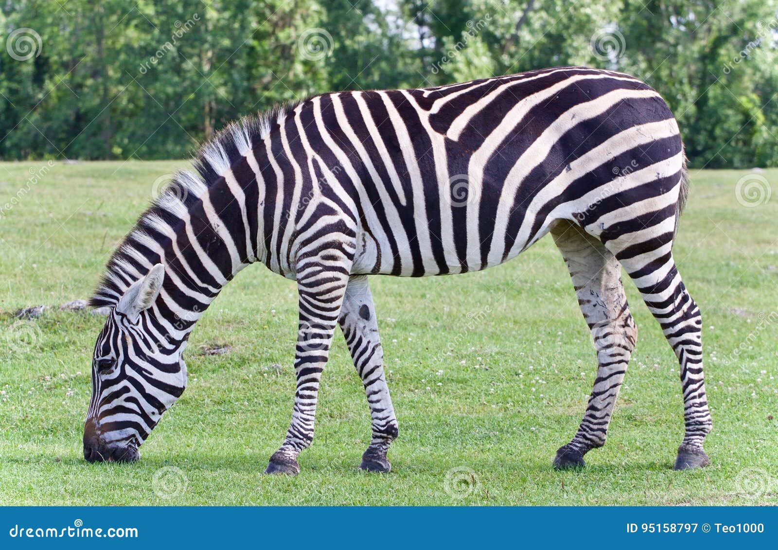 Photo of a Zebra Eating the Grass on a Field Stock Image - Image of ...