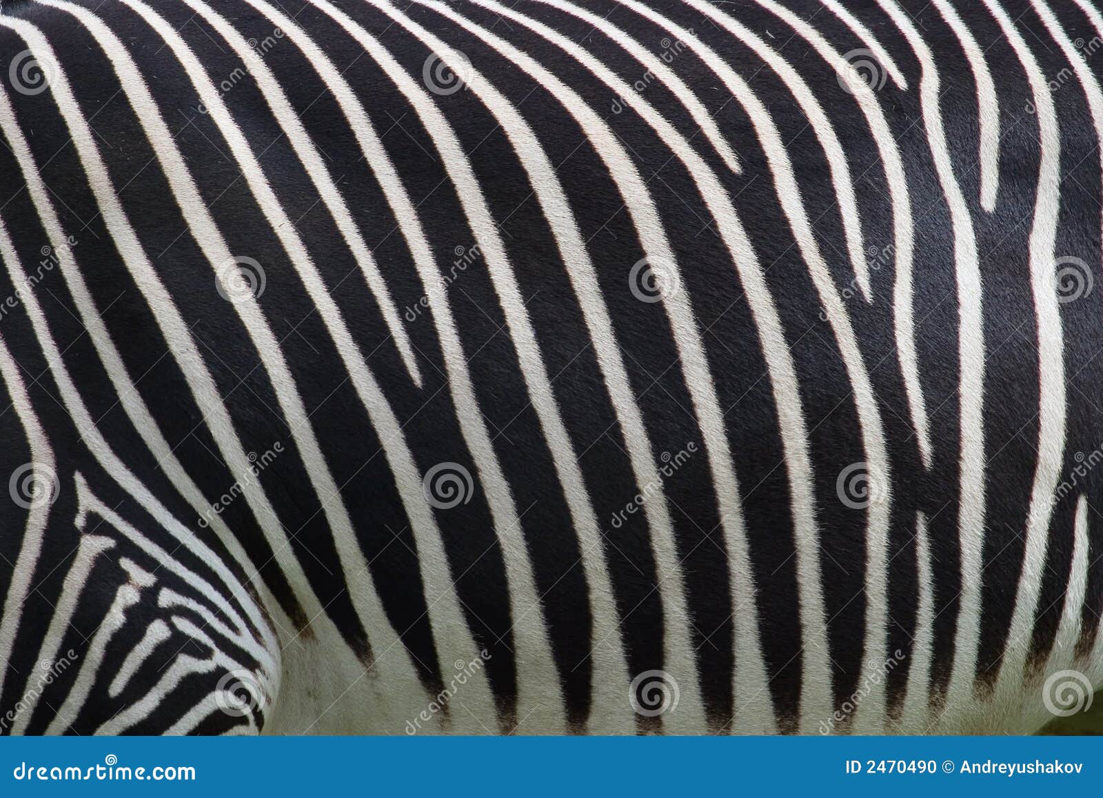 1,871 Zebra Body Photos - Free & Royalty-Free Stock Photos from Dreamstime