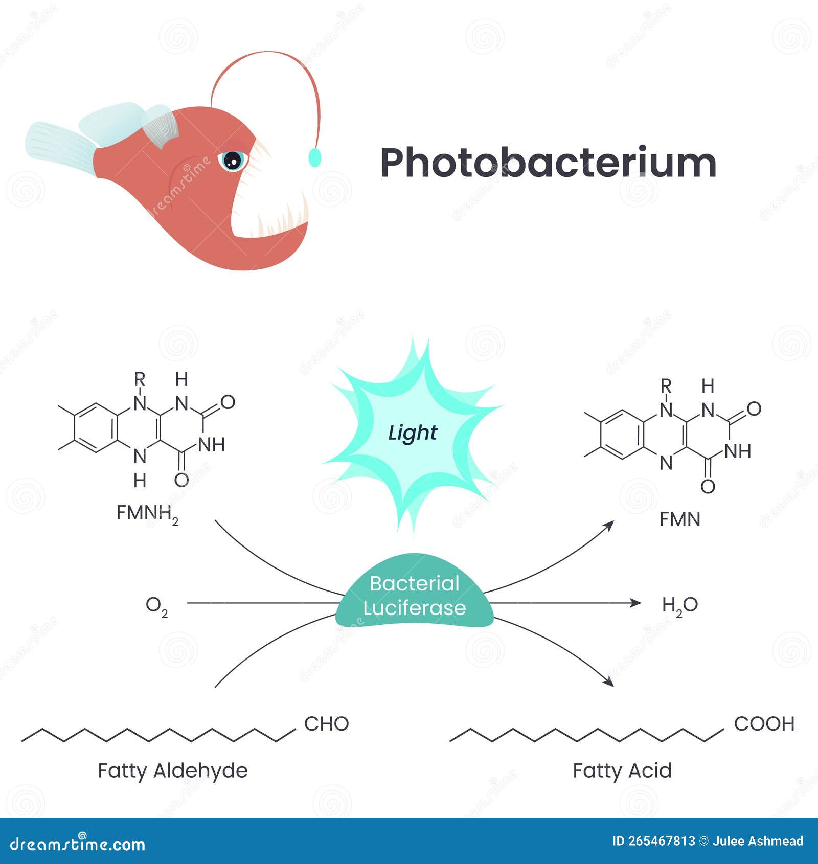 Photobacterium Chemical Reaction Scientific Vector Illustration ...