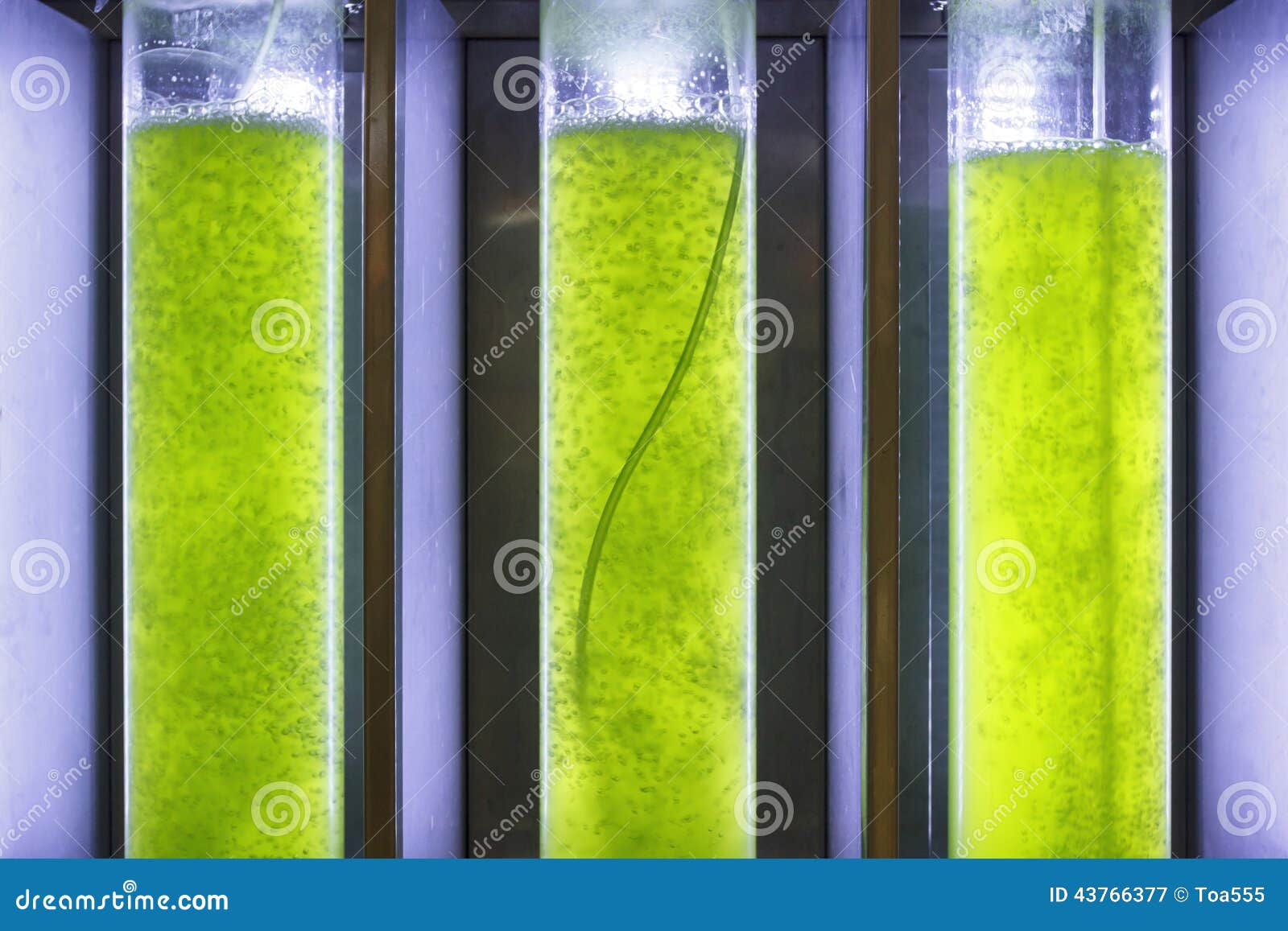 Photobioreactor in Algae Fuel Biofuel Industry Stock Image - Image of ...