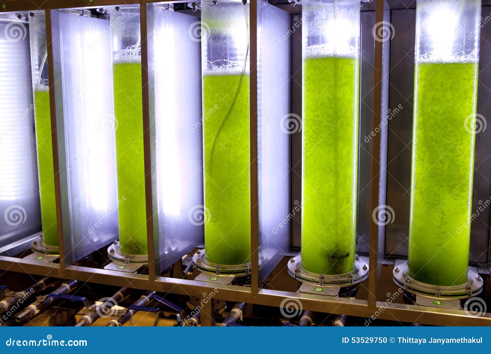 Photobioreactor Im Nahen System Stockfoto - Bild von industriell, algen ...