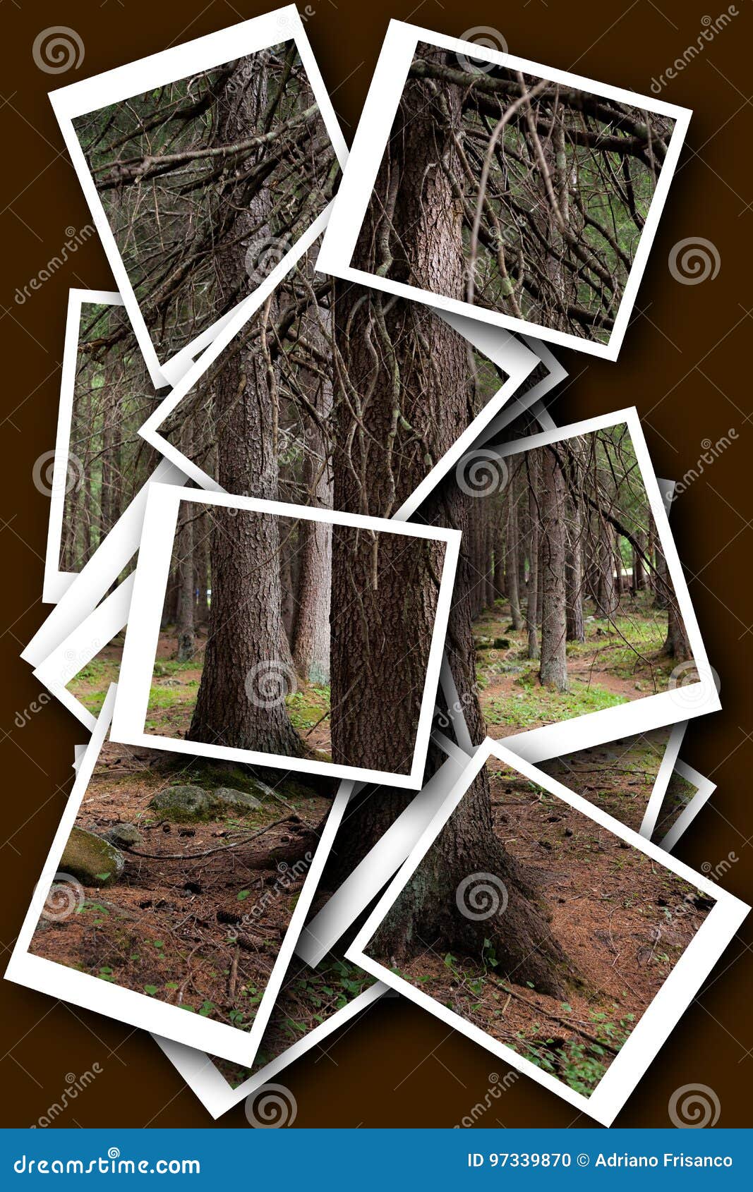 Photocollage in the forest stock photo. Image of collage - 97339870
