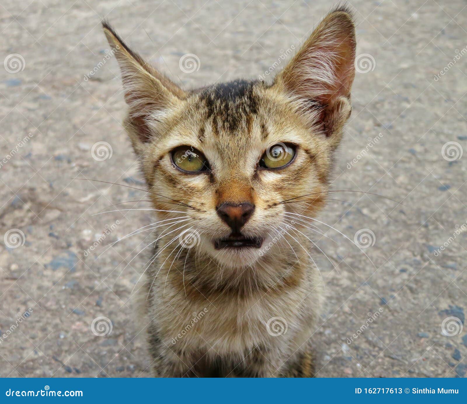 Cat has a sharp look stock image. Image of kitty, look - 162717613