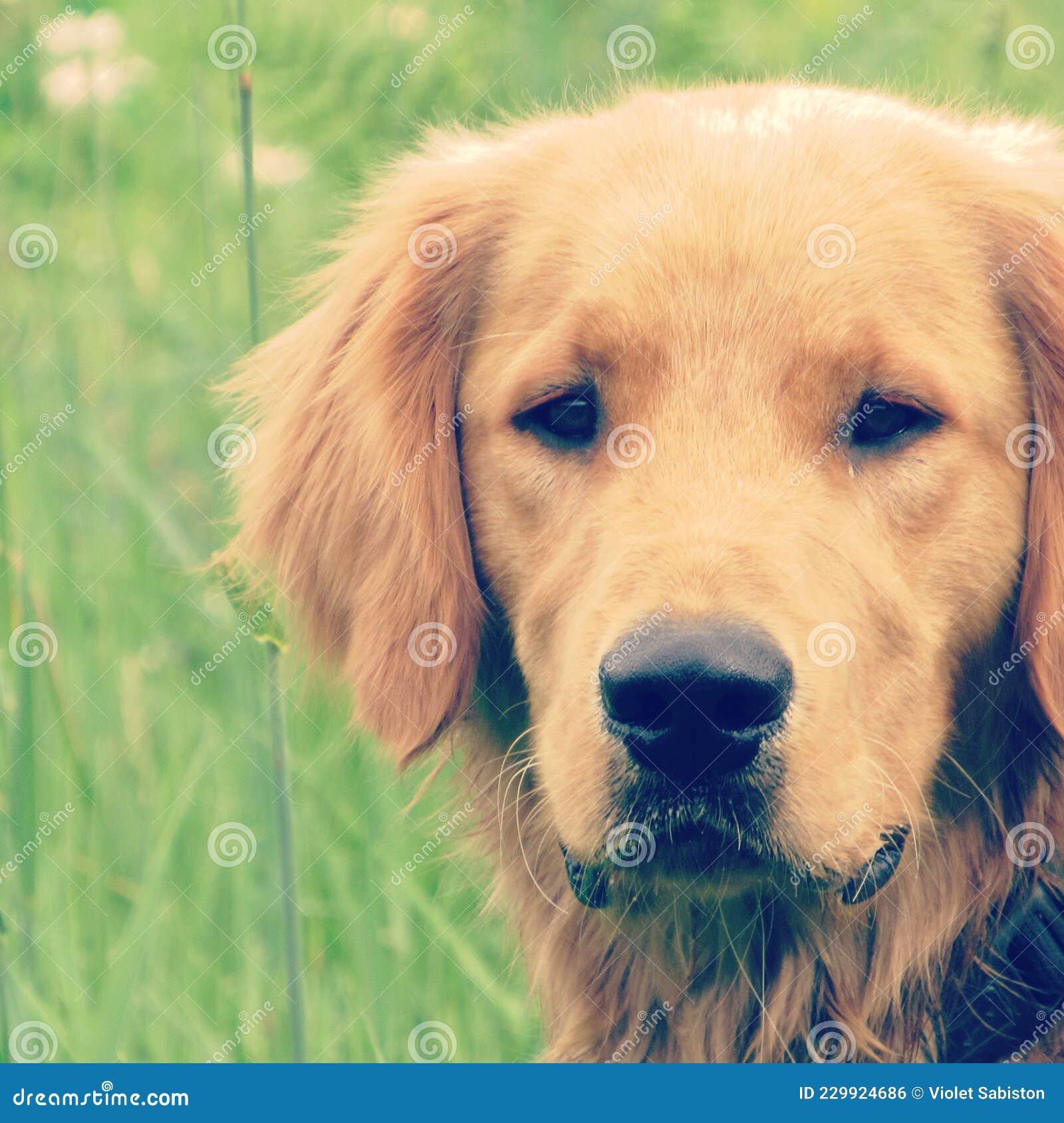 Photogenic dog stock photo. Image of familys, retriver - 229924686