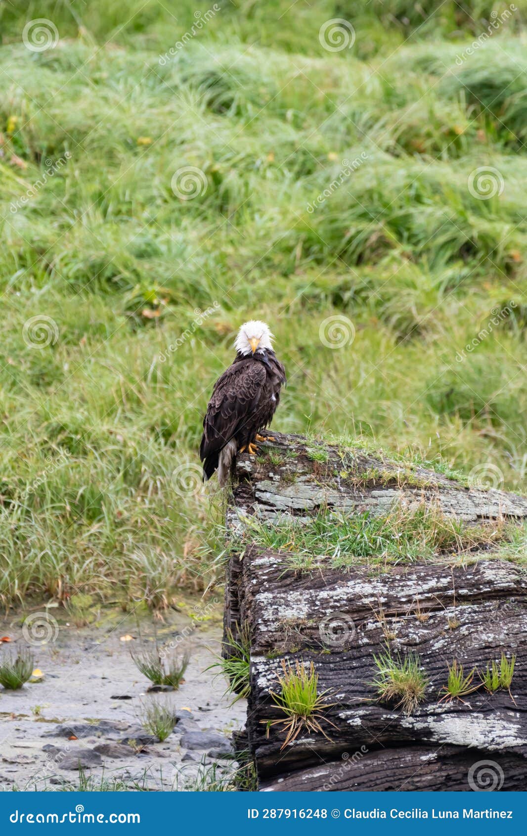 Photograph Of A Niche Without A Gravestone But With A Bouquet Of ...