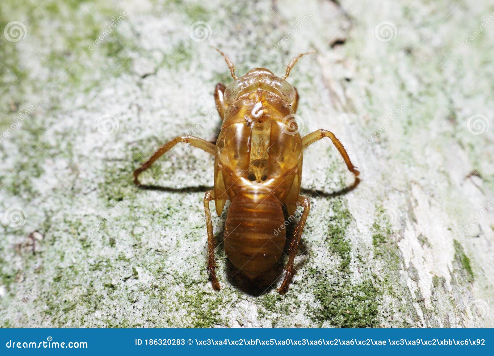 Photograph Beautiful Insects in the Wild Stock Image - Image of wood ...