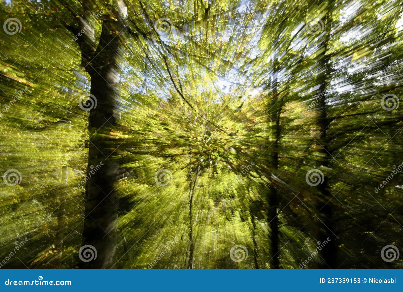 Photograph of Beech Forest Trees Fading Stock Image - Image of zooming ...