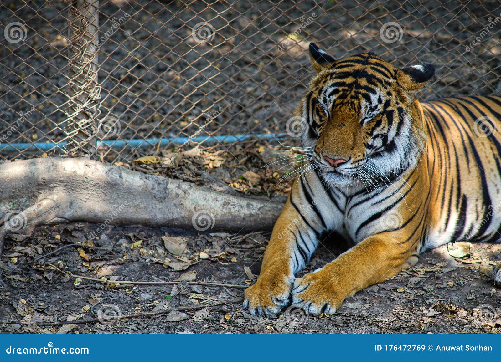 Photograph of a Big Tiger Wildlife Lying Under a Tree Stock Image ...
