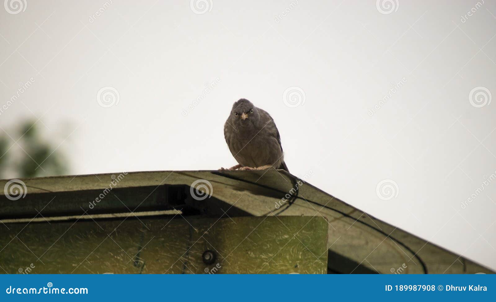 Bird stare stock photo. Image of staring, eyes, bird - 189987908