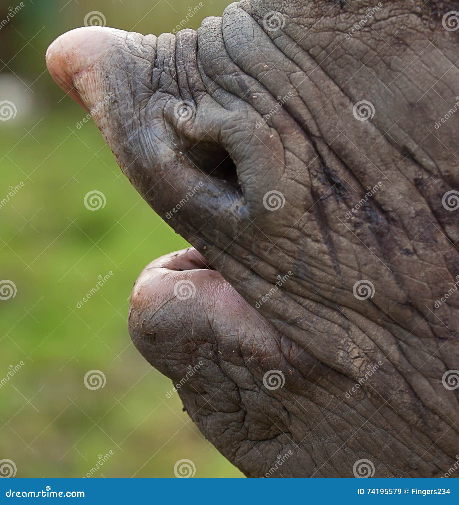 Photograph of a Black Rhino S Top and Bottom Lips Stock Image - Image ...