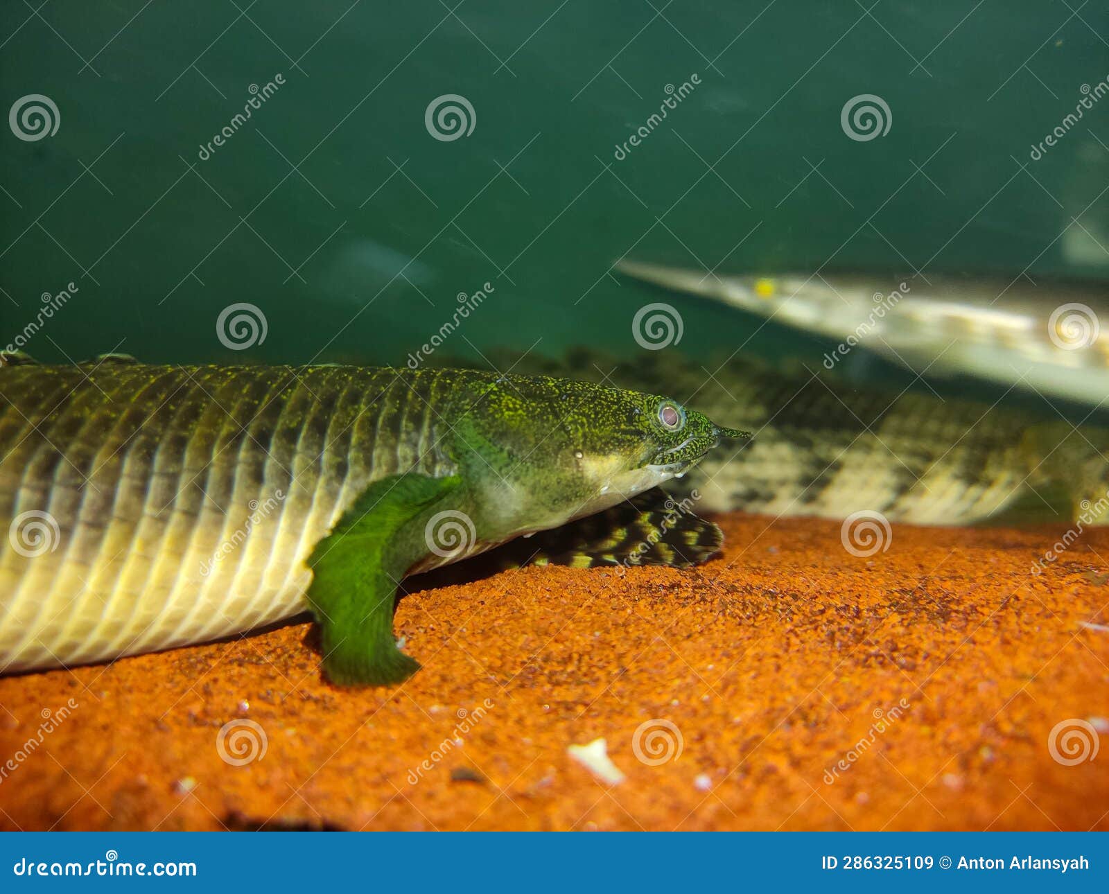 Photograph of Close Up Beautiful Polypterus Polli. Stock Image - Image ...