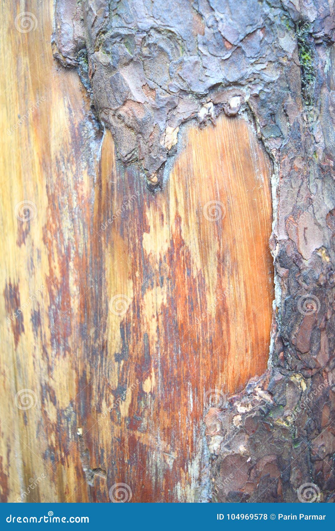 Structure and Layers in Tree Bark - Abstract Natural Texture and ...