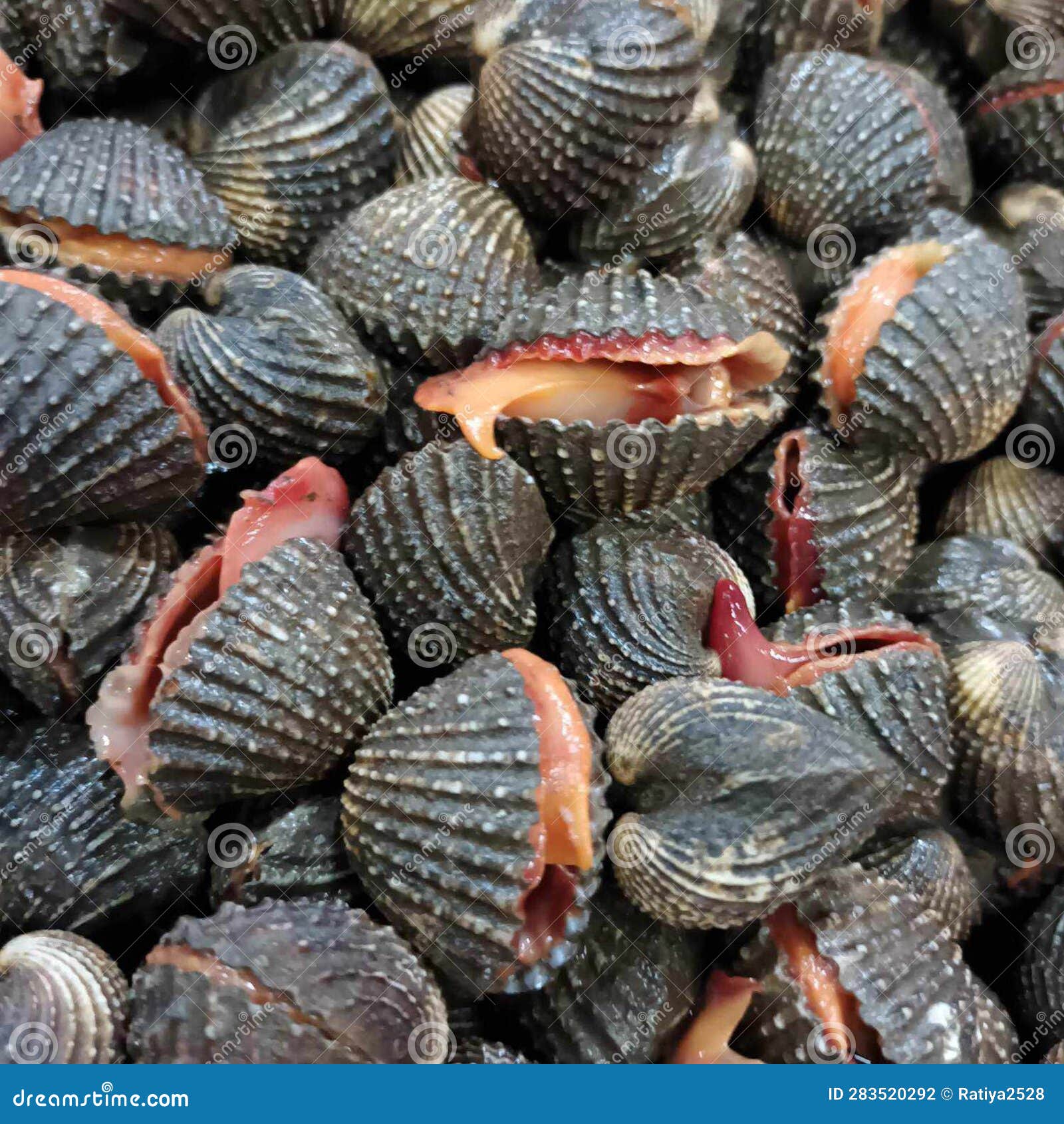 Photograph of Cockle with Open Mouth and Black Shell Stock Photo ...
