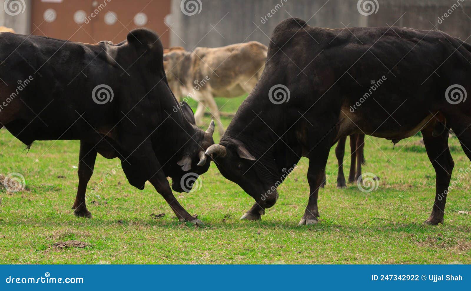 Photograph the Common Bull Fighting among Themselves Stock Photo ...