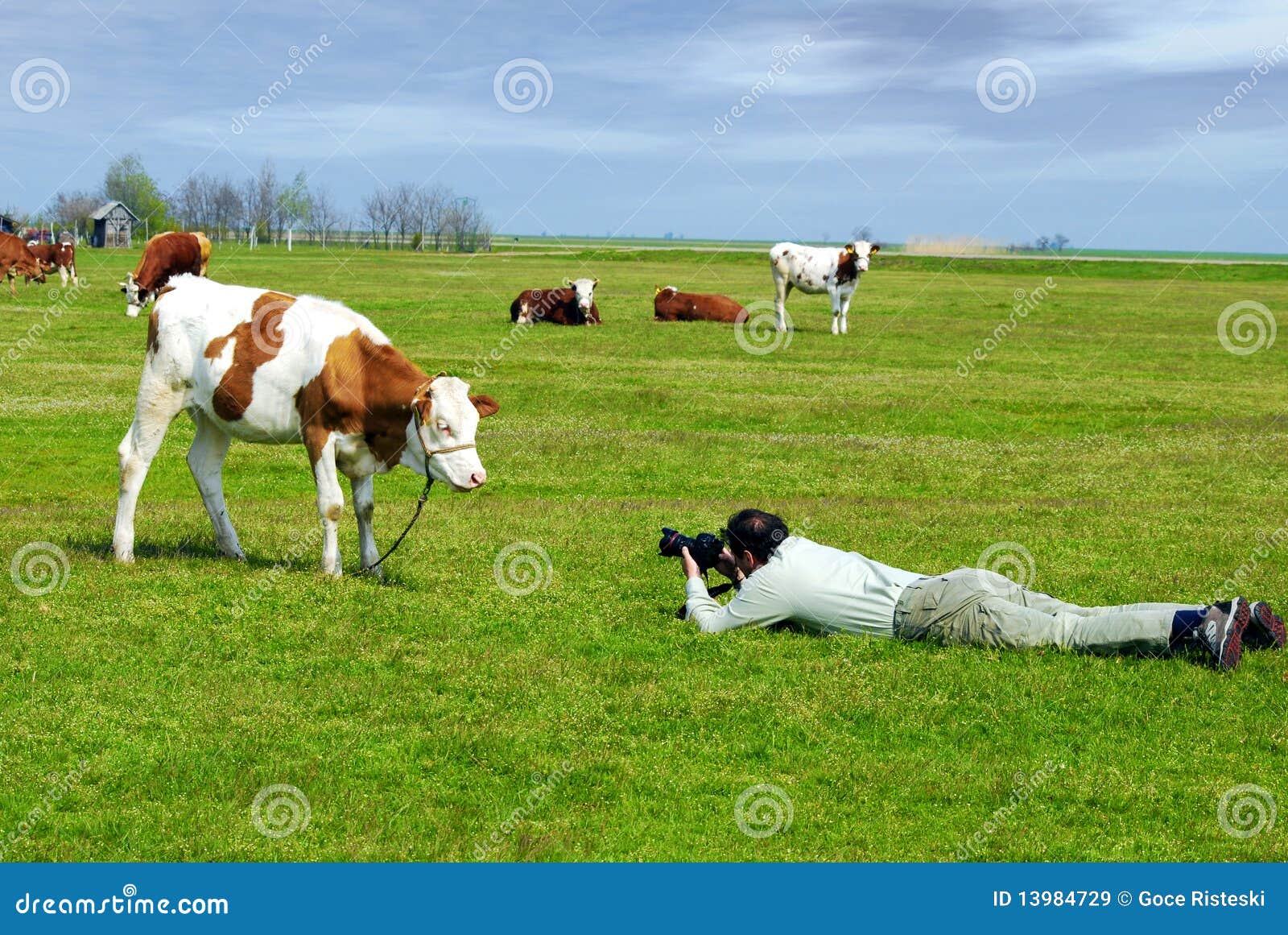 Photograph and cow stock image. Image of posing, graze - 13984729