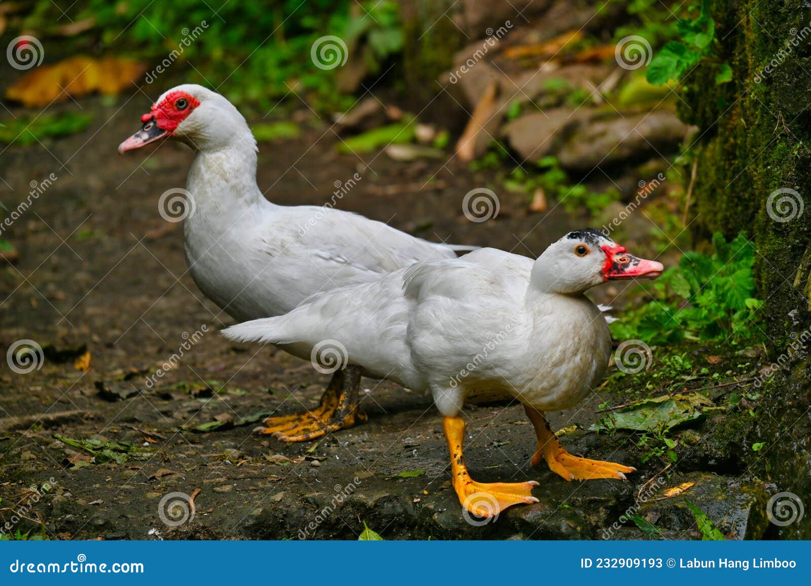 Photograph of.cute White Coloured Ducks Stock Image - Image of ...