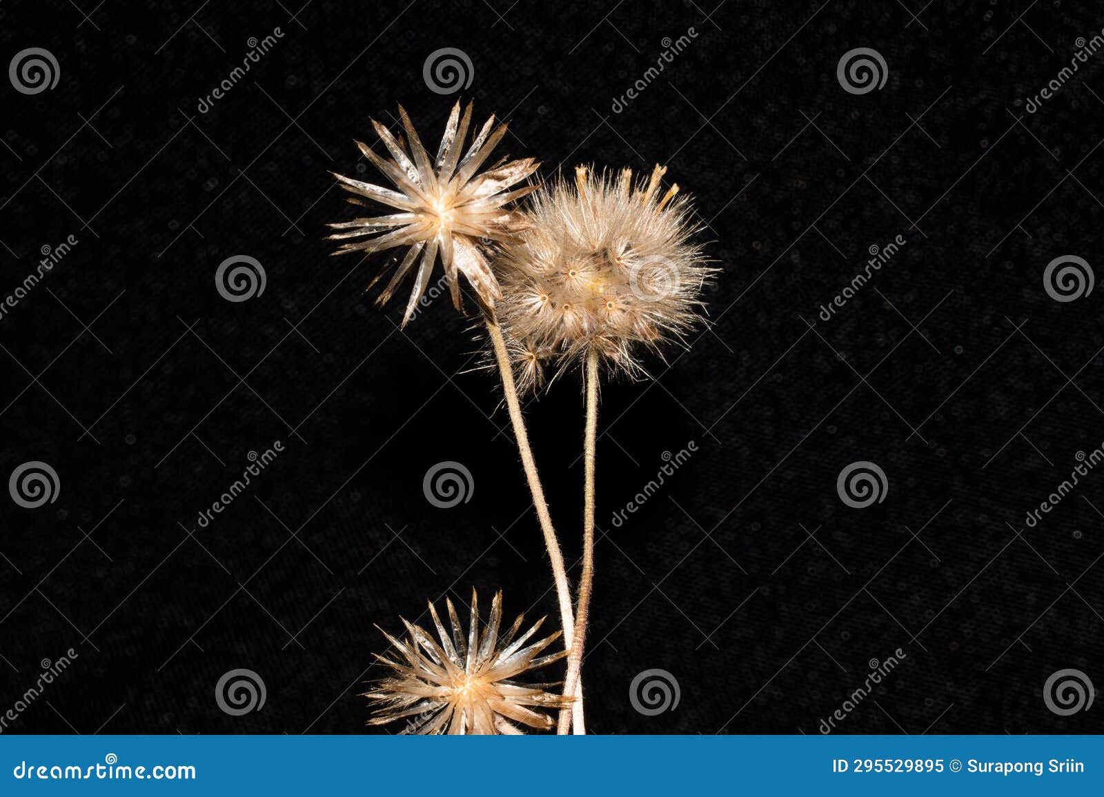 Photograph of 3 Dead Flowers on a Black Background Stock Image - Image ...
