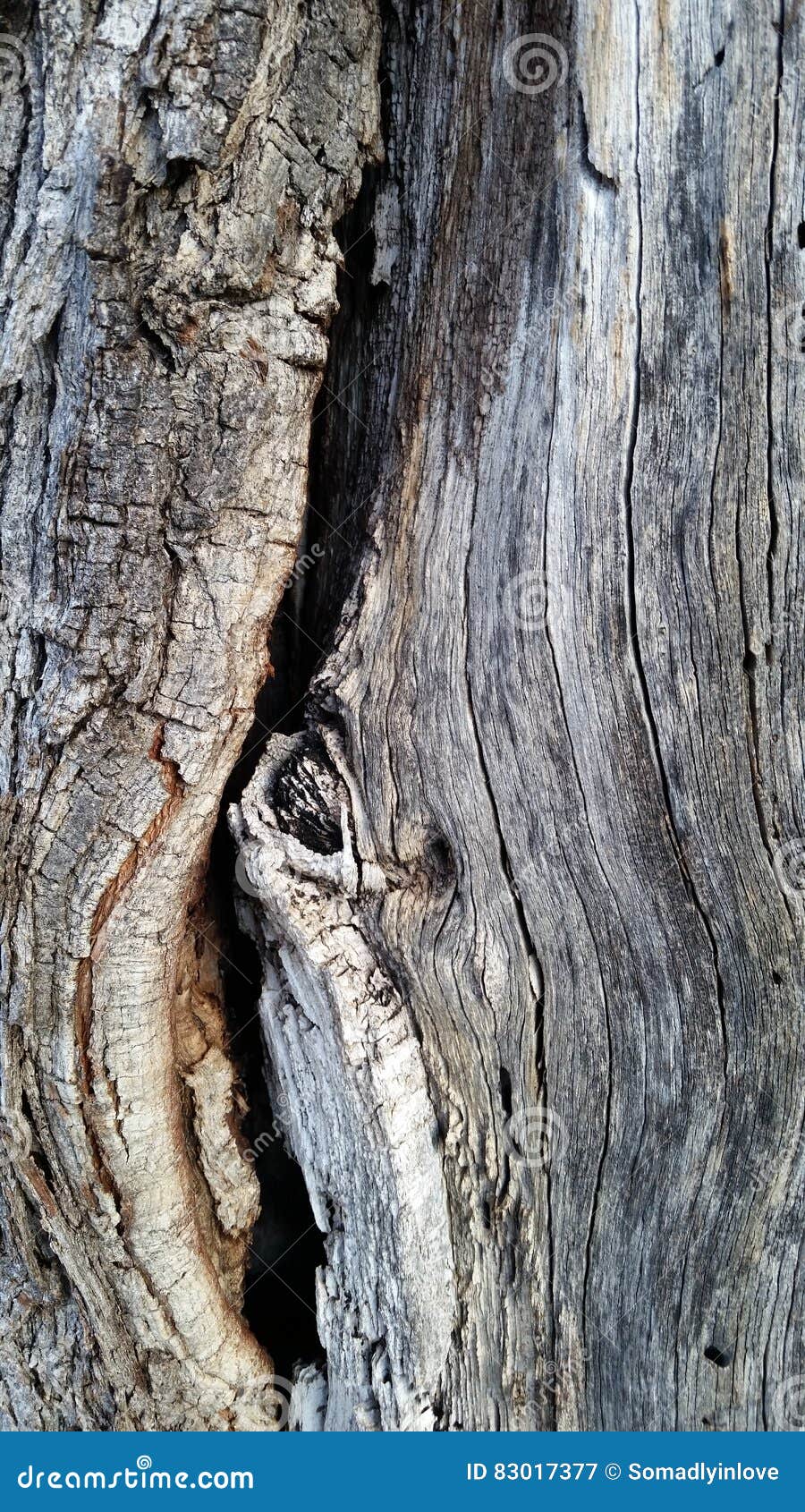 Photograph Diseased Oak Tree Stock Photos - Free & Royalty-Free Stock ...