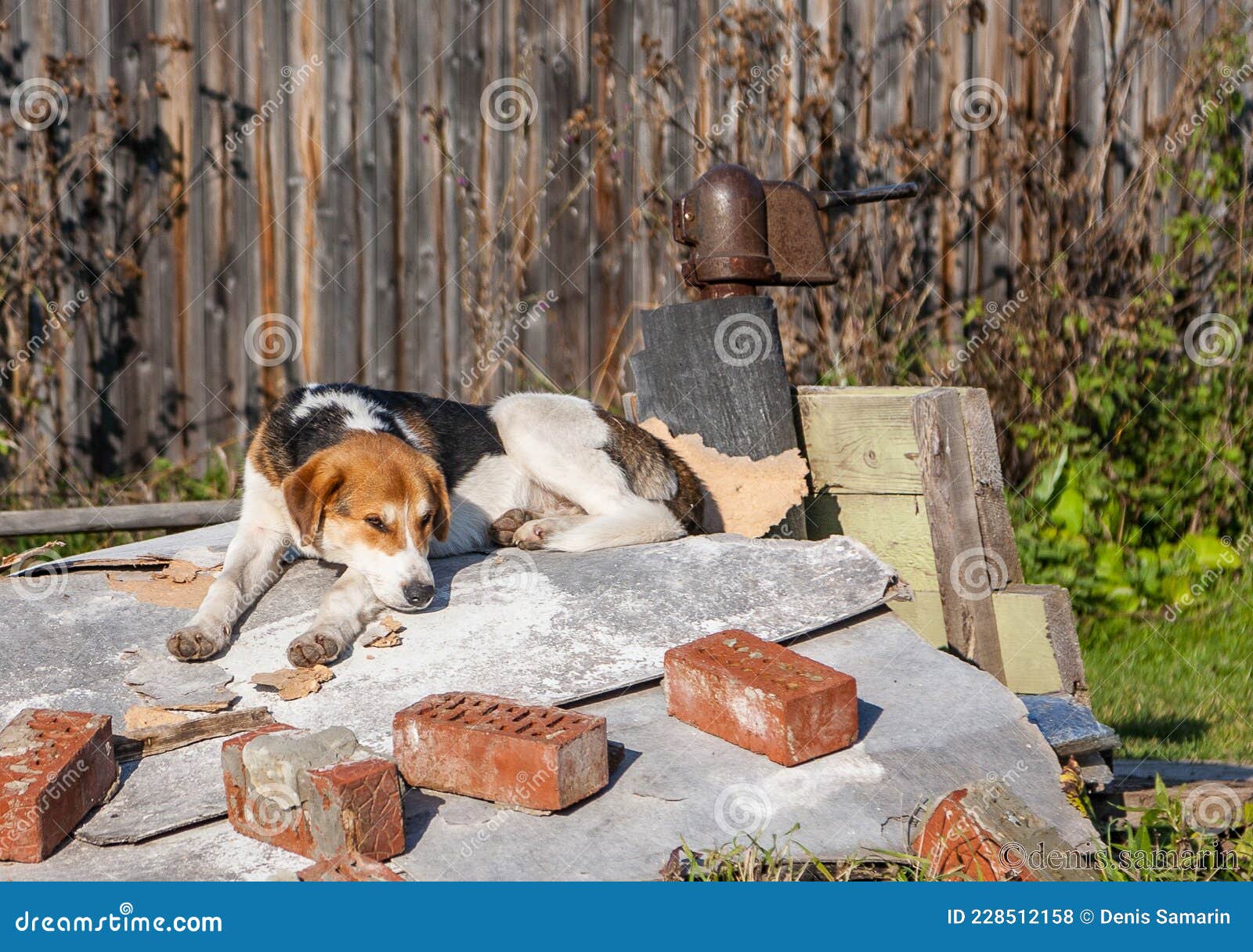 Photograph Of A Dog On A Rooftop With Bricks Royalty-Free Stock Image ...