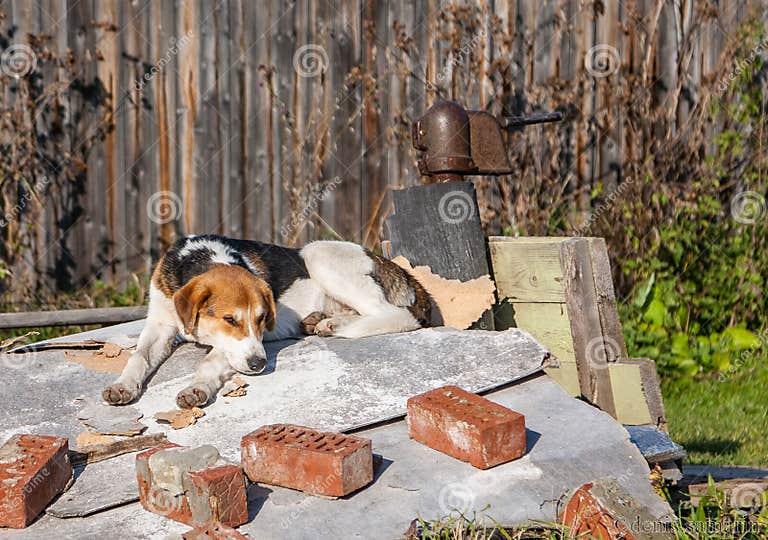 Photograph of a Dog on a Rooftop with Bricks Stock Photo - Image of ...