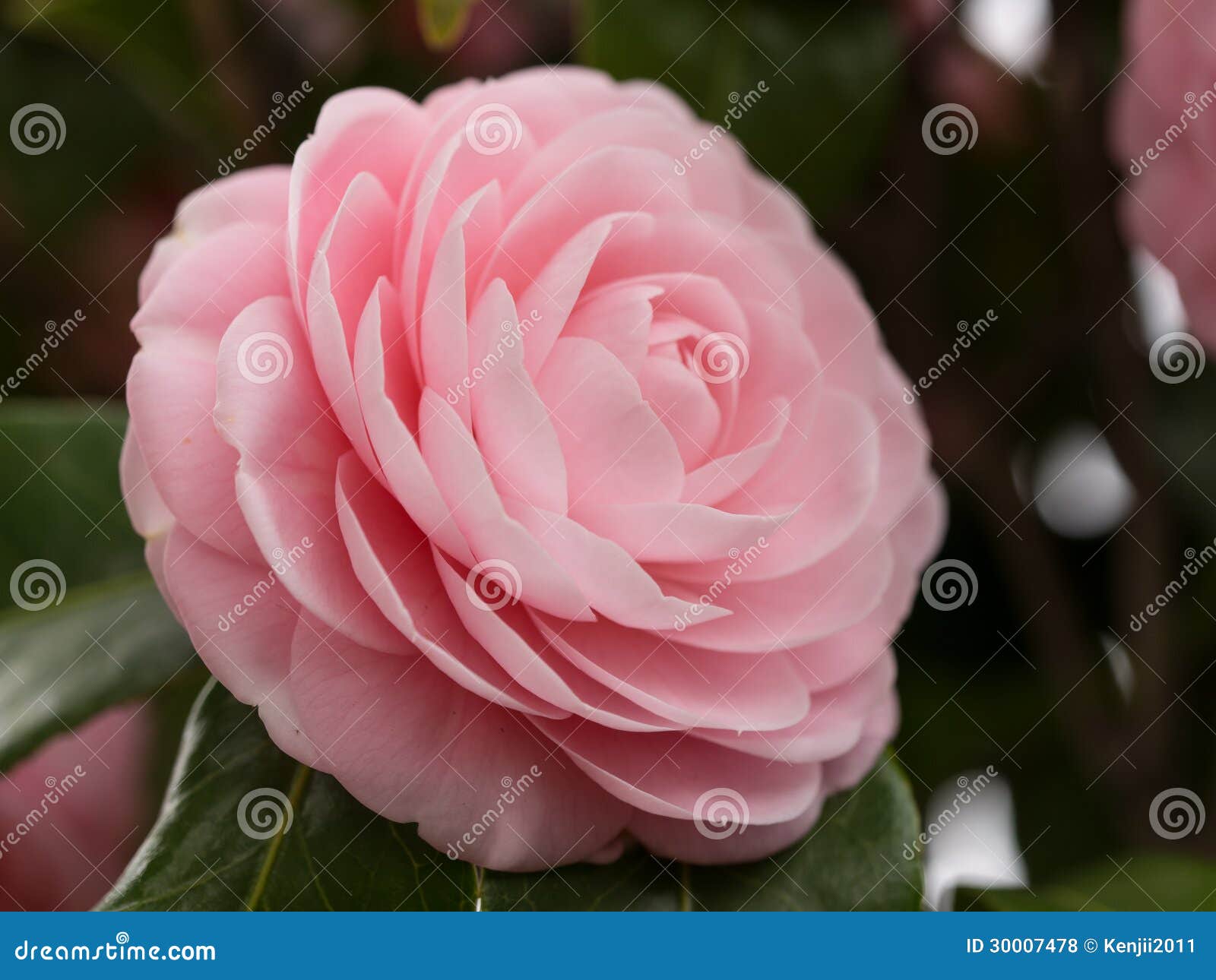 Double-flowered Camellia Royalty Free Stock Photos - Image: 30007478