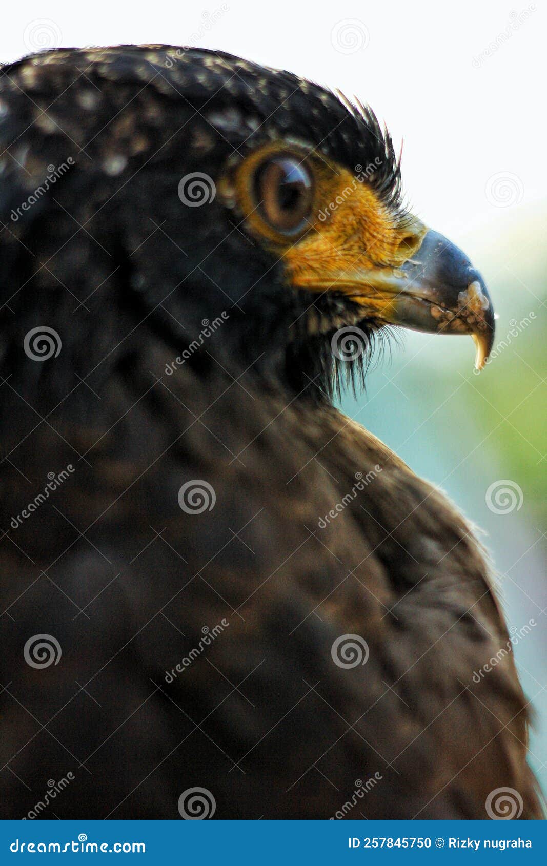 Photograph of an Eagle from Papua Indonesia Stock Photo - Image of ...