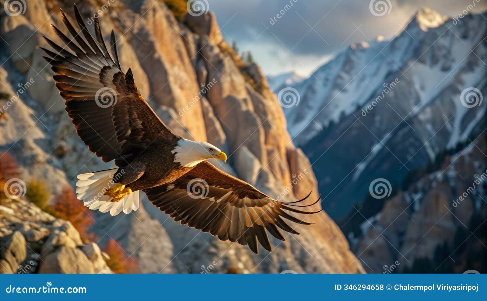 Photograph an Eagle Soaring High Above a Rugged Mountain Range Stock ...