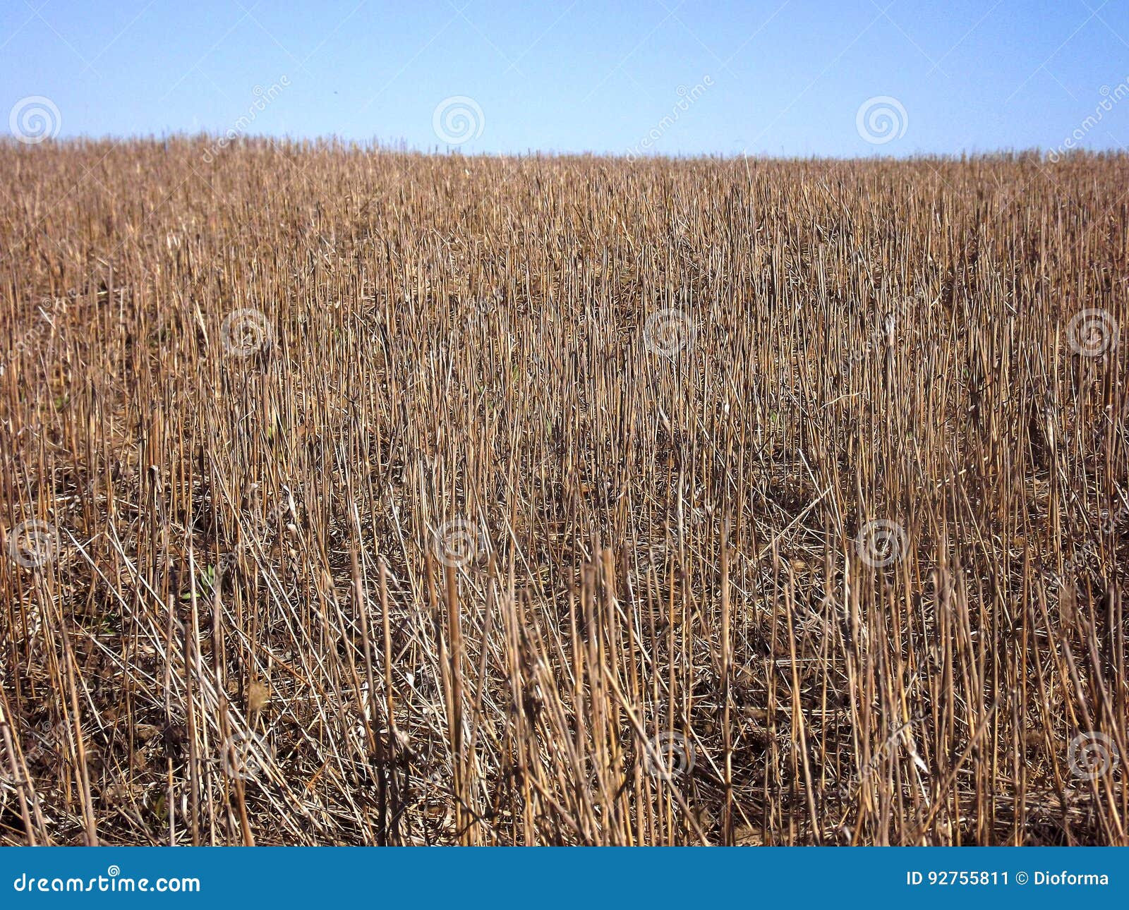 Photograph of Field with Dry Grass Stock Image - Image of heat ...