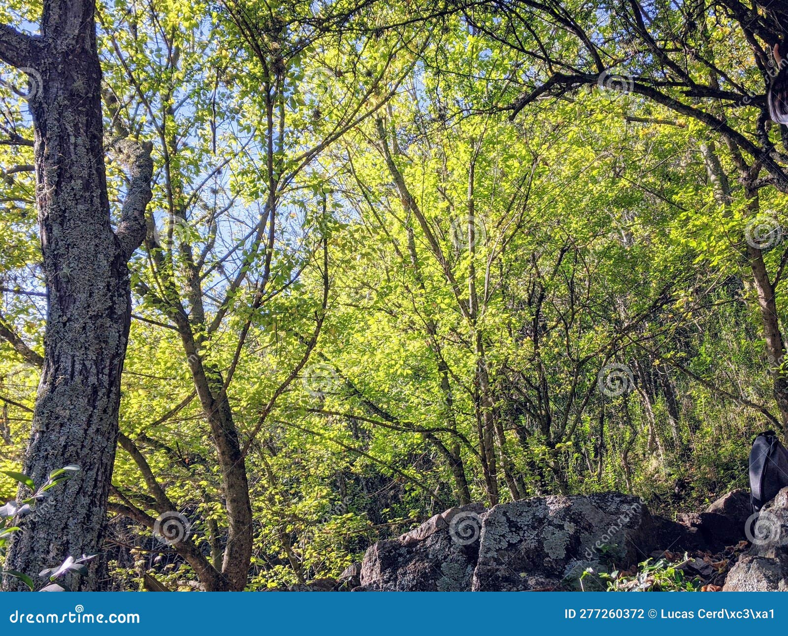 Sun-kissed Trees and Rocks in the Forest Stock Photo - Image of leaves ...