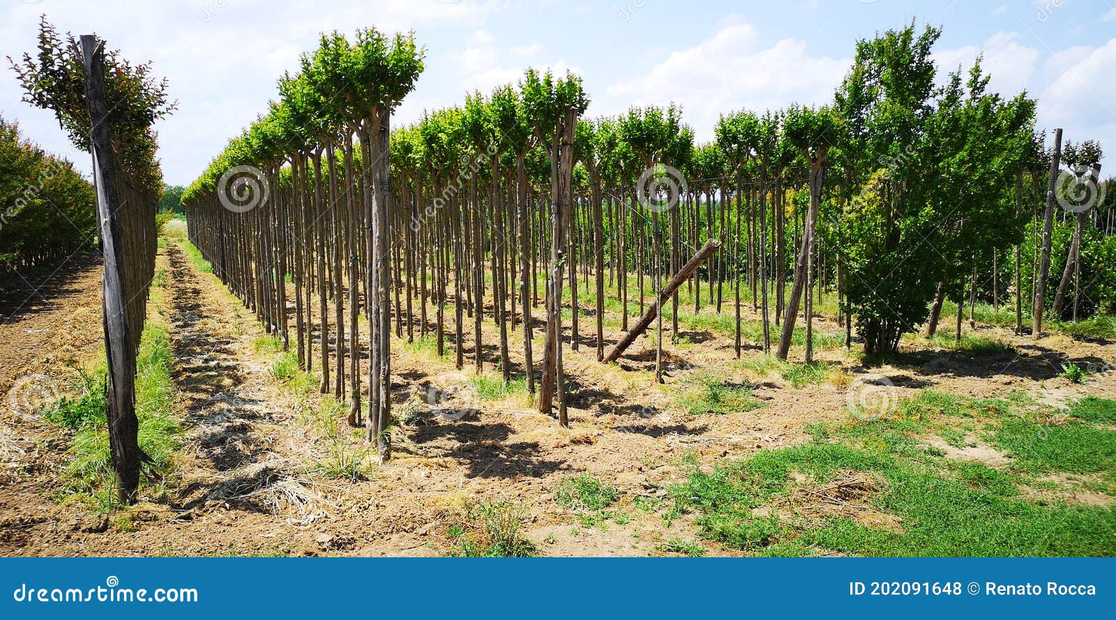 Photograph of a Fruit Tree Plantation Stock Photo - Image of meadows ...