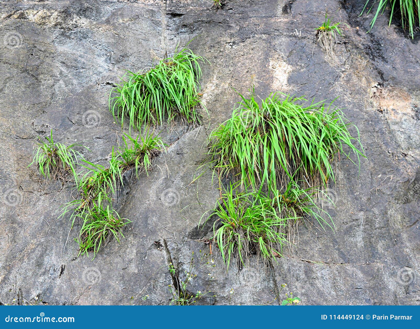 Green Grass Grown on Solid Stone - a Symbol of Growth in Adversity ...