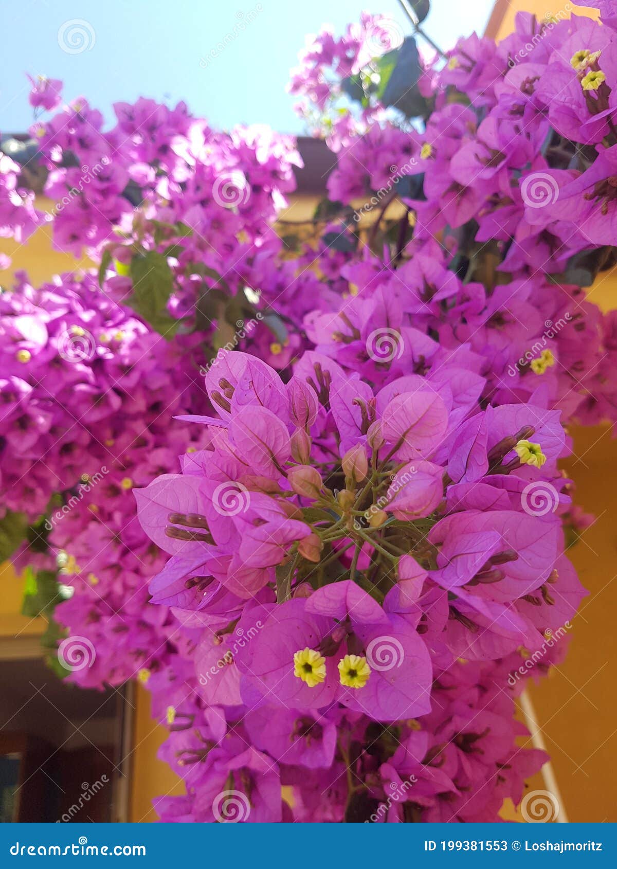 Photograph of Growing Flowers Stock Image - Image of flower, plant ...